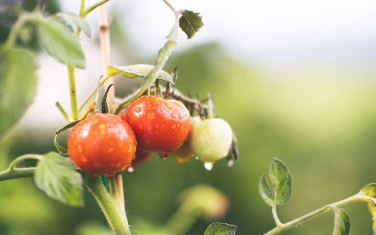 Understanding Soil pH for Growing Tomatoes - Arteriors Home